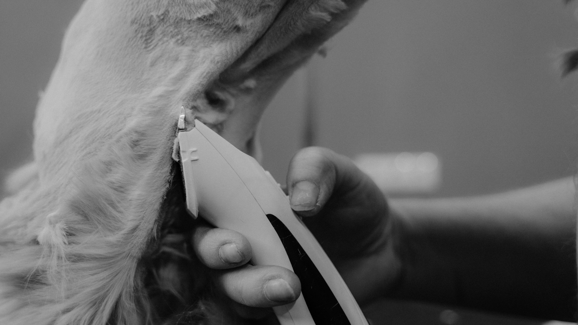 Dog Clipper Blade Sizes & Guard Combs Explained (Professional Groomer ...